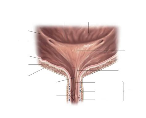 Bladder Diagram Quizlet
