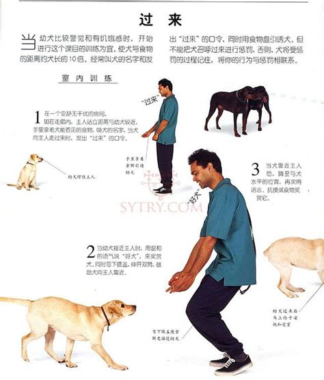 狗狗接受訓練三個月出門散步不亂跑 每日頭條