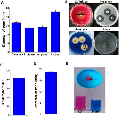 Figure 8 From Biocontrol Efficacy Of Endophyte Pseudomonas Poae To