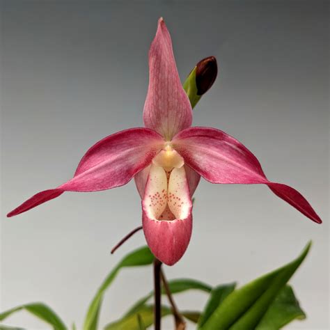 Phrag Waunakee Doll Lonolium Var Hinksianum X Barbara Leann