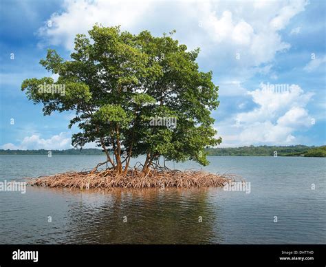 Mangrove Insel Im Archipel Von Bocas Del Toro Karibik Panama