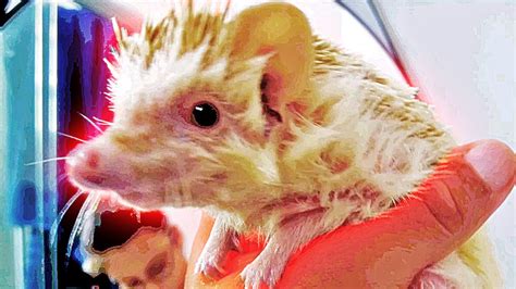 COMO É TER UM PORCO ESPINHO HEDGEHOG Ouriço Pigmeu Africano YouTube