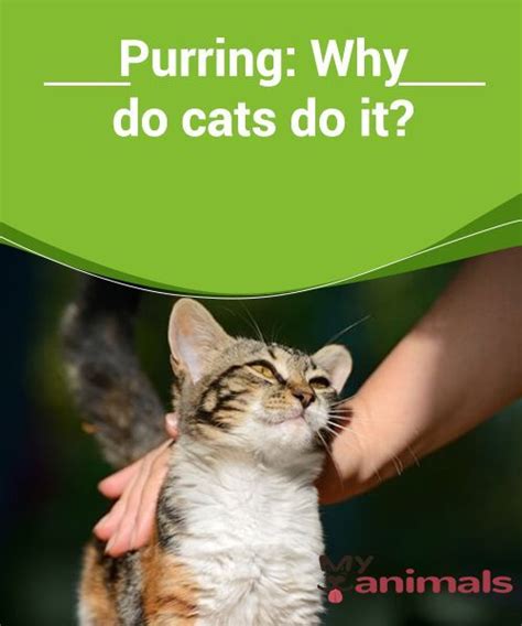 Purring Why Do Cats Do It Experts Are Still Discussing What Purring Means And How It Is