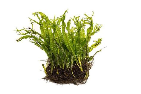 Java Fern Windelov Aquarium Plant — Buce Plant