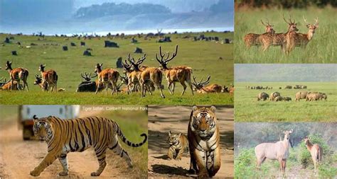 Visit Jim Corbett National Park The Oldest National Park In India 365hops