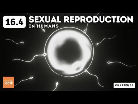 Role Of The Placenta Grade 9 Understanding For Igcse Lesson 10 And 11