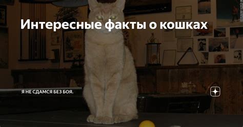 Интересные факты о кошках Я не сдамся без боя Дзен