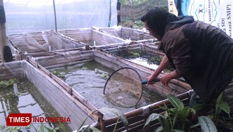 Kisah Kades Di Banjarnegara Sukses Budidaya Ikan Konsumsi TIMES Indonesia