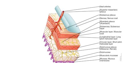 Abdomen Diagram