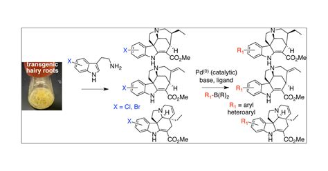 Diversification Of Monoterpene Indole Alkaloid Analogs Through Cross