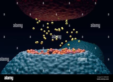 Postsynaptic Neuron Receptors Dendrite Receive Emitted