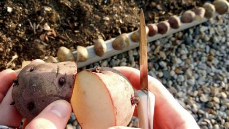 На шалений урожай не вистачить мішків — як правильно різати та садити картоплю Читайте на Ukr Net