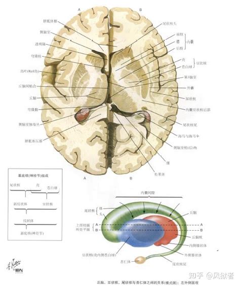 乙酰胆碱、胆碱受体及胆碱能神经 知乎