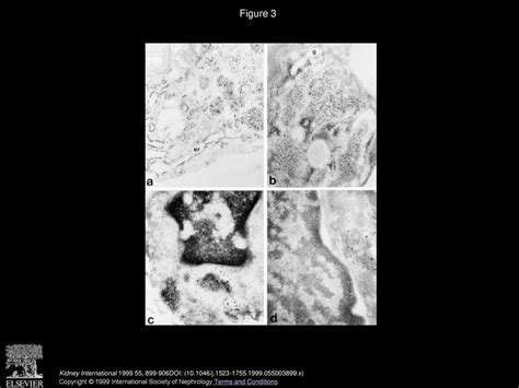 Volume 55 Issue 3 Pages March 1999 Ppt Download