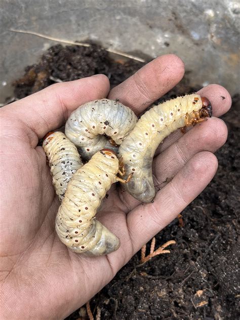 Rhino Beetle Pupa Rhinoceros Beetle Grub Lost Green Path