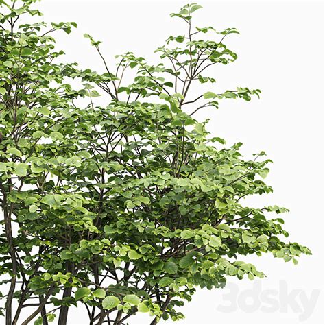 2tree Brich Beautiful Hazel Leave Tree 3d Model