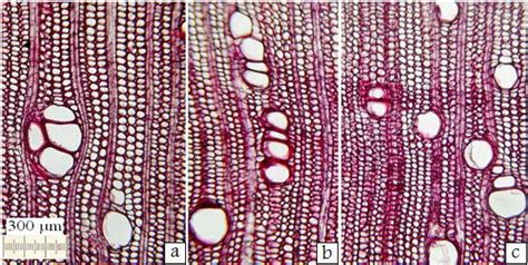 Pore Arrangement In Cross Section A Cluster Of Four Vessels B Download Scientific Diagram