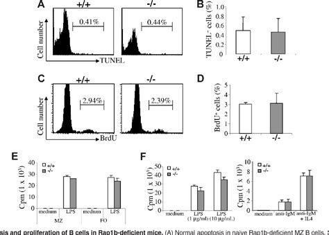 Figure 4 From A Critical Role Of Rap1b In B Cell Trafficking And