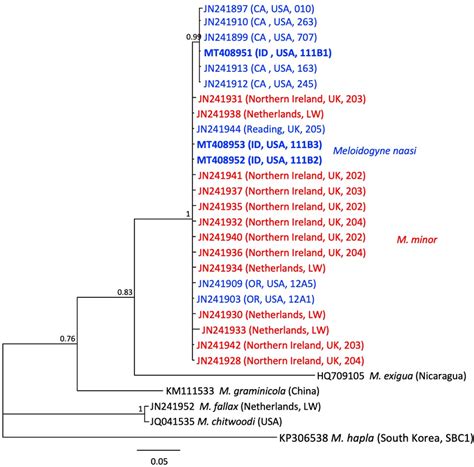 Phylogenetic Relationships Of Idaho Population Of Meloidogyne Naasi And