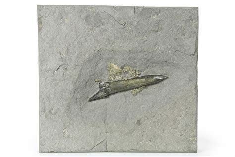29 Pyritized Fossil Belemnite Acrocoelites Germany 264592 For