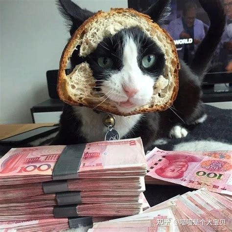 老实告诉你，养一只猫和养两只猫，区别很大！ 知乎