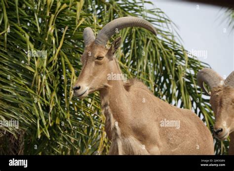 Mouton Mouton Africain Banque De Photographies Et Dimages à Haute