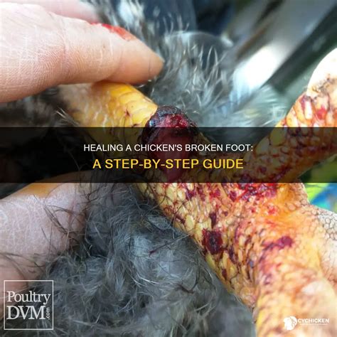 Healing A Chickens Broken Foot A Step By Step Guide Cychicken