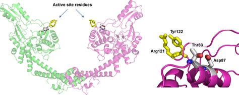 Structural Model Of The Open Dimeric Conformation Of Dna Download