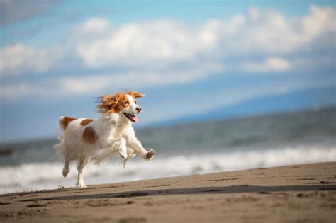 読みもの 愛犬との美しく豊かな毎日をつくるブランドlutie