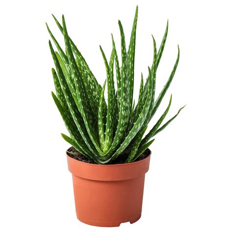 Aloe Vera Potted Plant Aloe Diameter Of Plant Pot 12 Cm Ikea Ireland