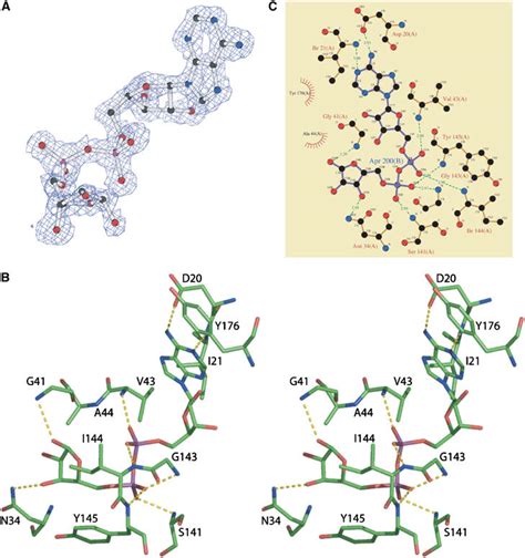 The Macro Domain Is An Adp Ribose Binding Module Abstract Europe Pmc