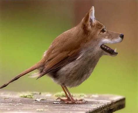 世界の珍しい生き物 たまりん の マリーナ奮闘記