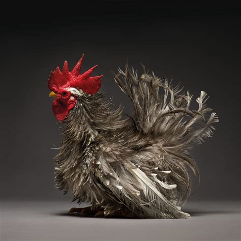 Curbing Coccidiosis In Chickens A Fine Tuned Approach Canadian