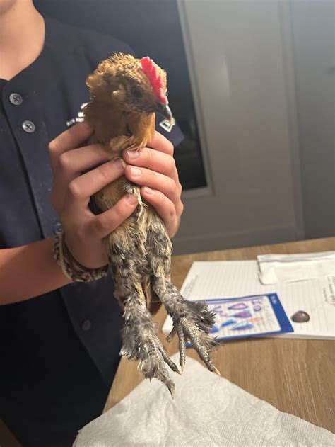 Chicken Showed Up At Our Door Any Idea On Breed Or Sex Rchickens