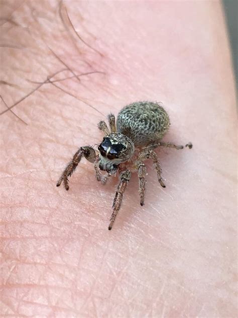 Jumping Spider San Diego Ca Rspiders