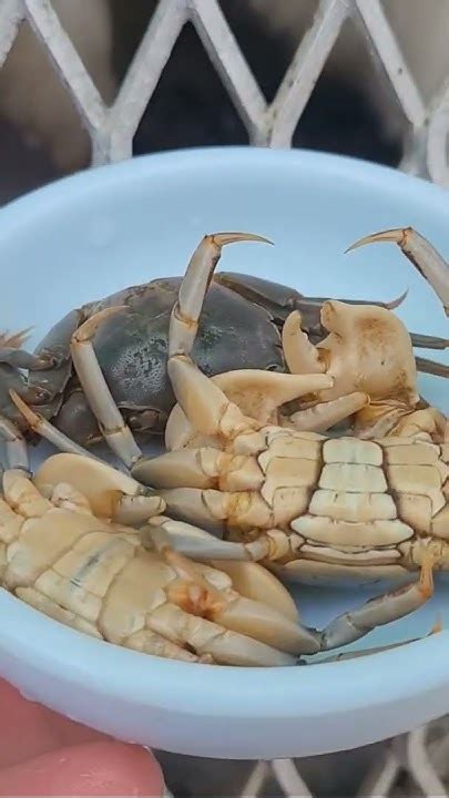 병아리가 닭이 되었네요 Youtube