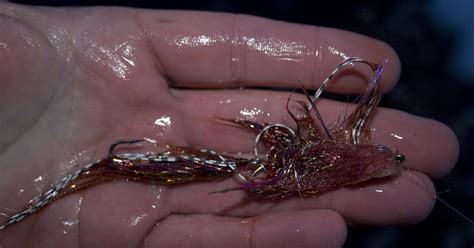 Dances With Trout The Sex Parakeet