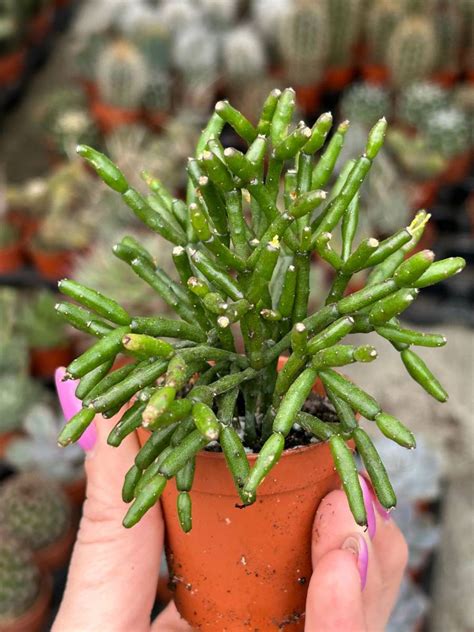 Hatiora Salicornioides Cactuses Hatiora Kaktusy Sukulenty I Inne Rośliny Candycacti