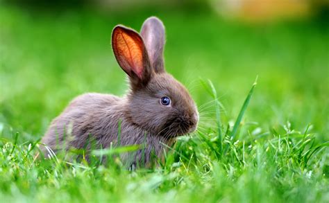 6 Signs Your Bunny Is Happy Petland Florida