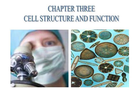 PPT CHAPTER THREE CELL STRUCTURE AND FUNCTION PowerPoint Presentation ID 3538759