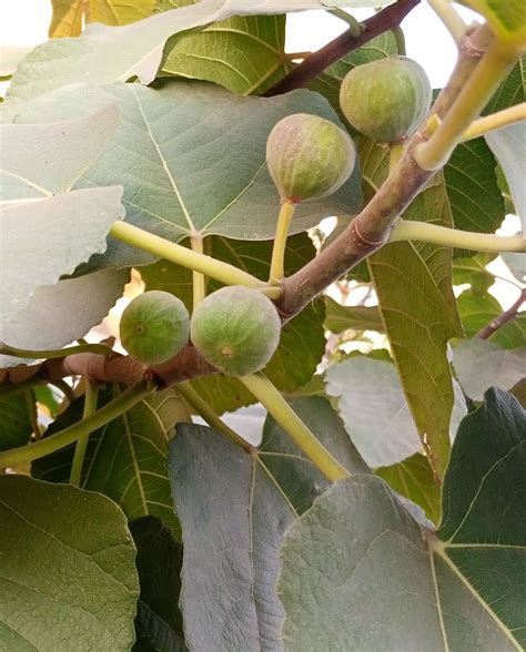 Desert King Fig Tree For Sale