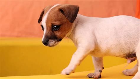 За издевательство над щенком житель Марий Эл приговорён к обязательным работам Новости Йошкар