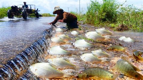 Amazing Fishing Catch A Lots Of Fish Coming Out When Flooding By A