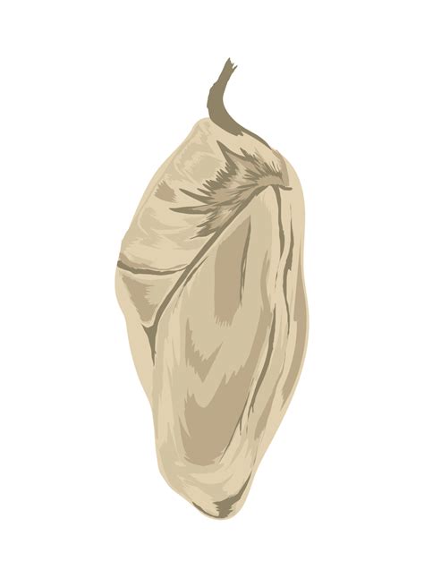 Chrysalis Vector Flat 10873955 Vector Art At Vecteezy