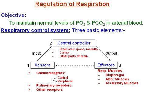 Regulation Of Respiration Patrick Ersig Flickr