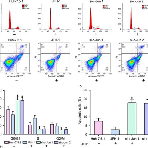 C‐jun Regulated Cell Cycle And Inhibited Apoptosis A And C The Cell