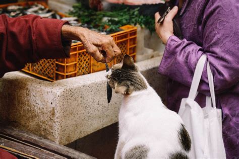 Питание котов: какие продукты питания нельзя давать котам