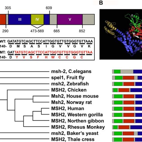 Identification Of This Truncation Mutation C420dup In Msh2 A