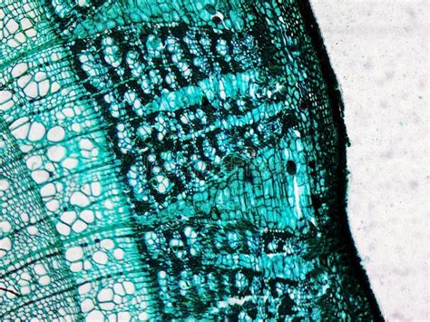 Pine Wood Micrograph Stock Image Image Of Graph Micrograph 40682237