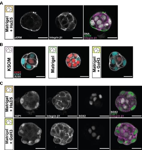 Fig S2 Integrin α6β1 Inhibition Restores Inside Outside Patterning To Download Scientific